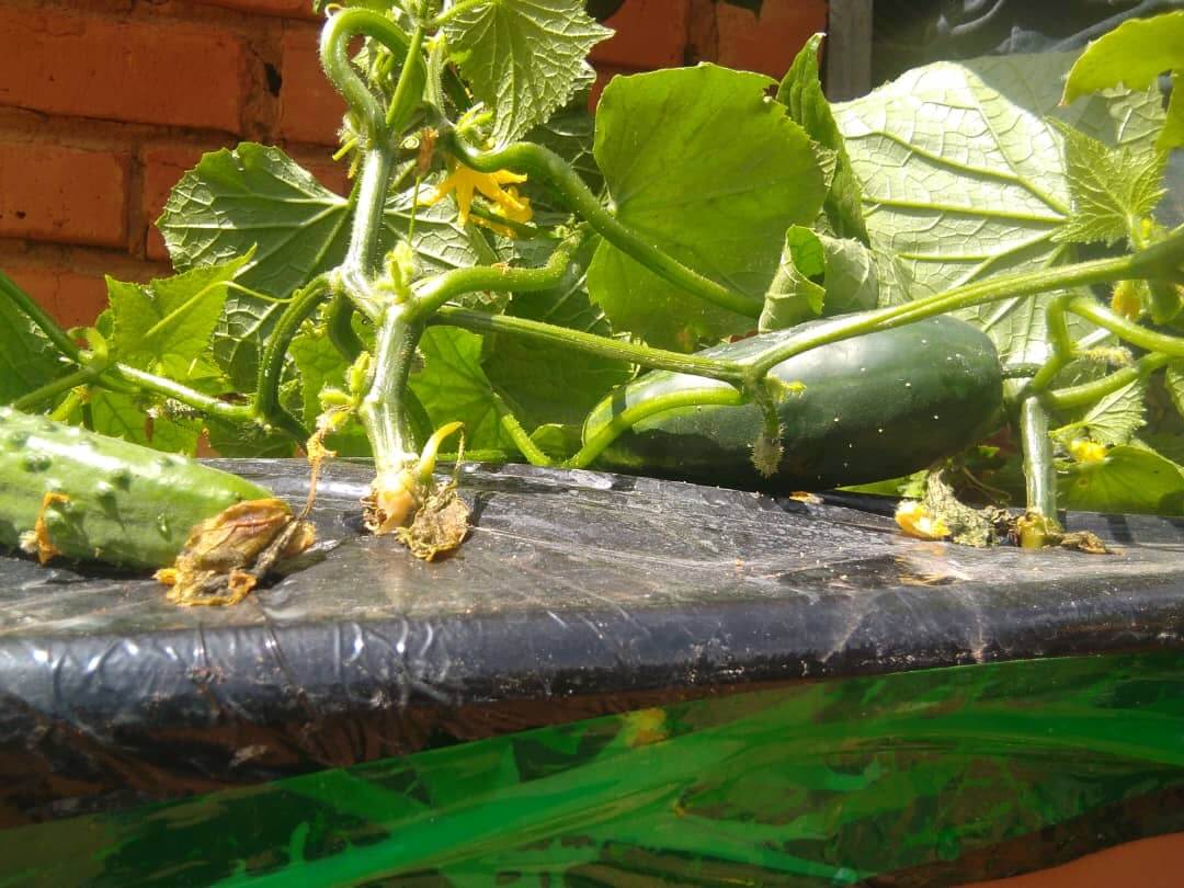 EarthBox® Project Improves Food Security in Tanzania - Global Volunteers